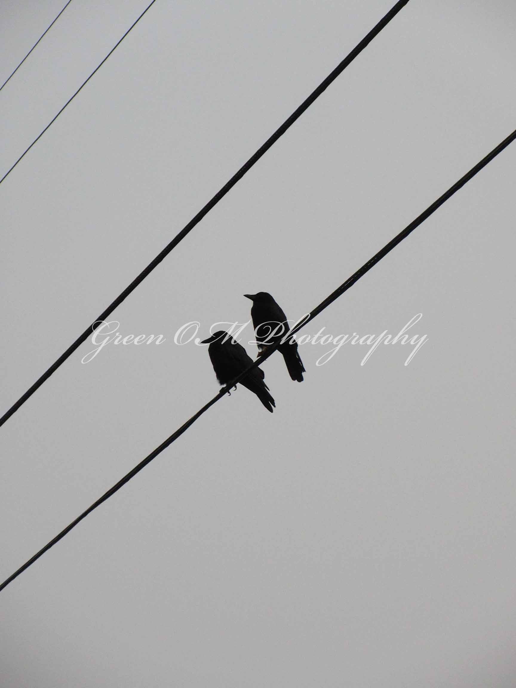 MINIMALIST CROWS on a Wire, Two Crows, Corvids, Black Birds, Bird ...