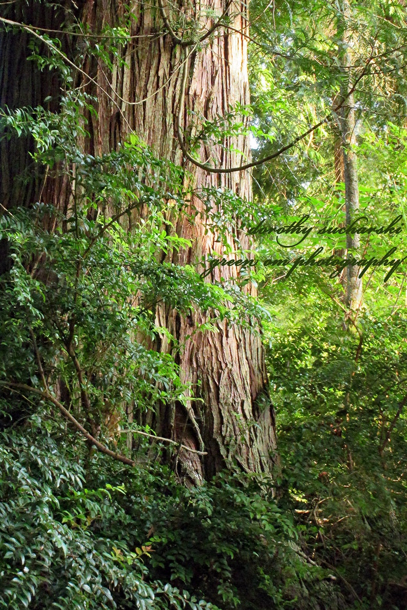 WESTERN RED-CEDAR Printable Photo Green Giant Thuja Plicata Tree Trunks ...