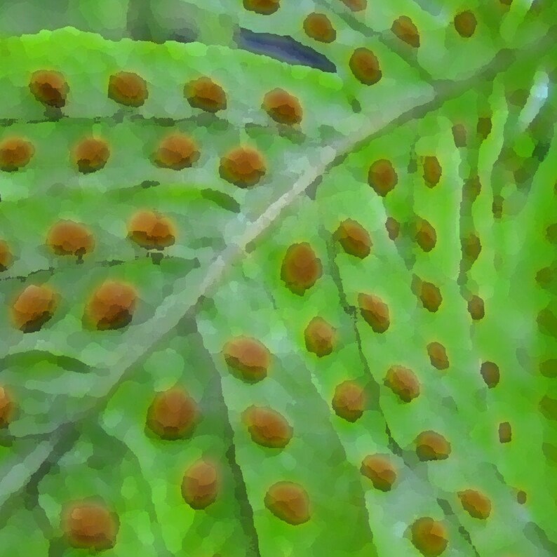 Real FERN SPORES painted digital photo available | Etsy