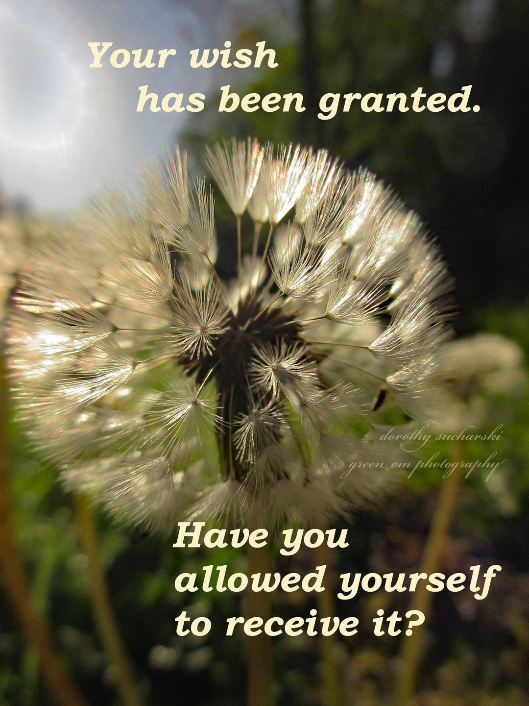 MAKE a WISH Dandelions, Seeds, Summer, Nature, ABRACADABRA, Wishes ...