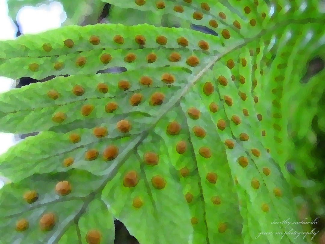 Real FERN SPORES "painted" Digital Photo Available for Your Prints ...