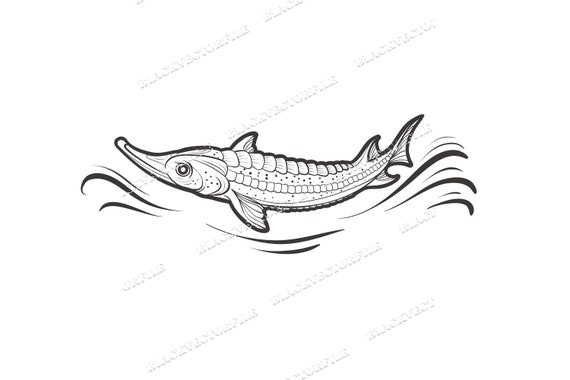 Sturgeon Svg Png and Jpeg Eps Files Instant Download | Etsy UK