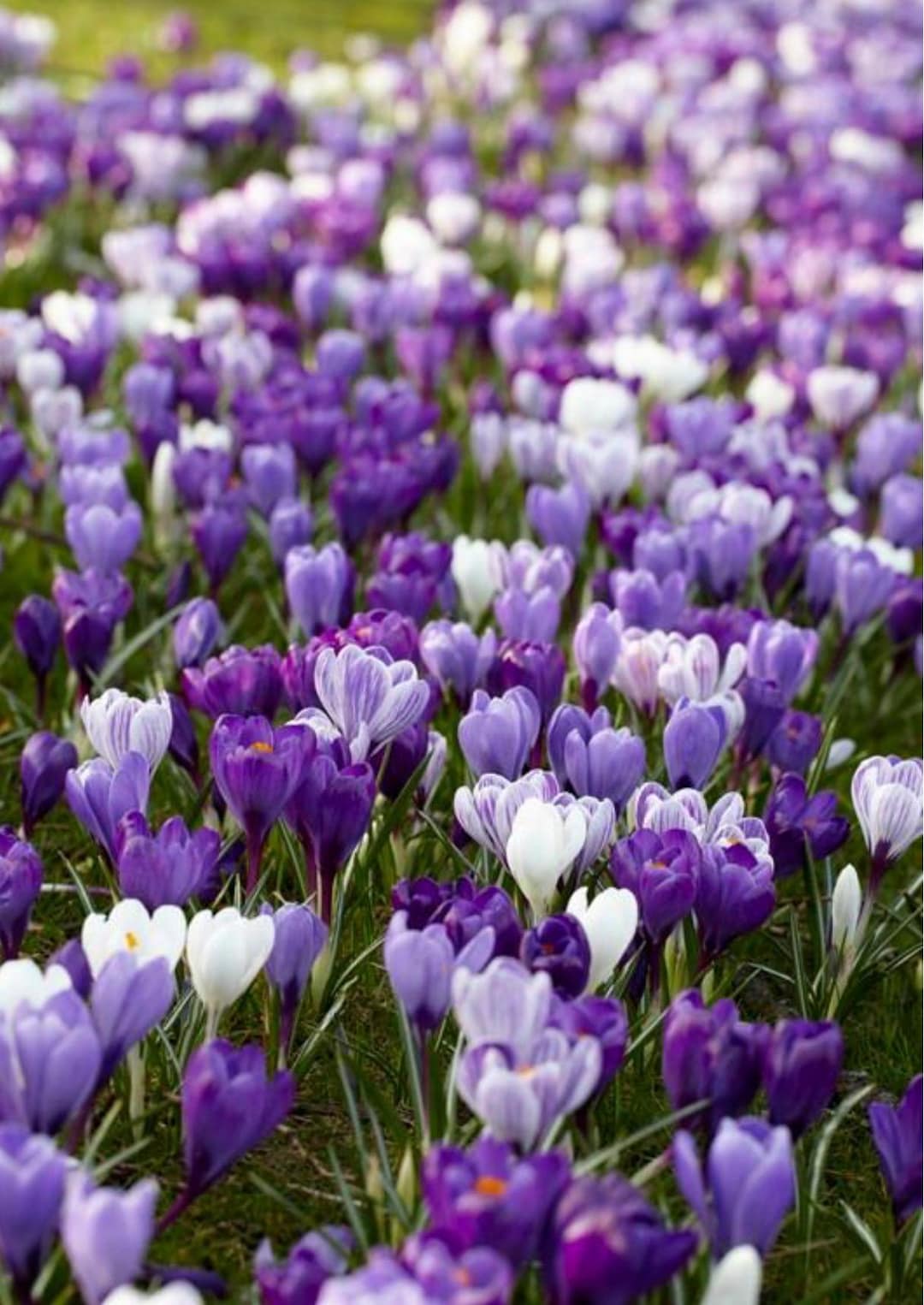 Crocus Large Flowering 'blue Moon Mixture' Perennial 10bulbs-size 8/9 ...