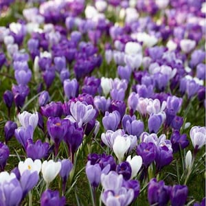Crocus Large Flowering 'blue Moon Mixture' Perennial 10bulbs-size 8/9 ...