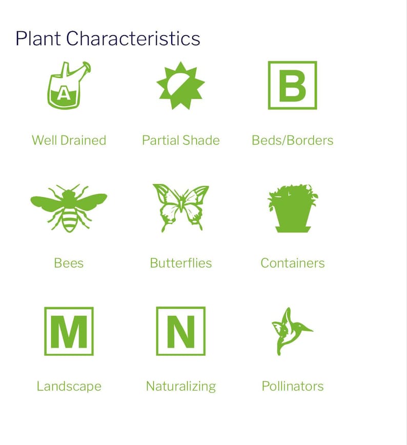 Crocus Large Flowering 'blue Moon Mixture' Perennial 10bulbs-size 8/9 ...