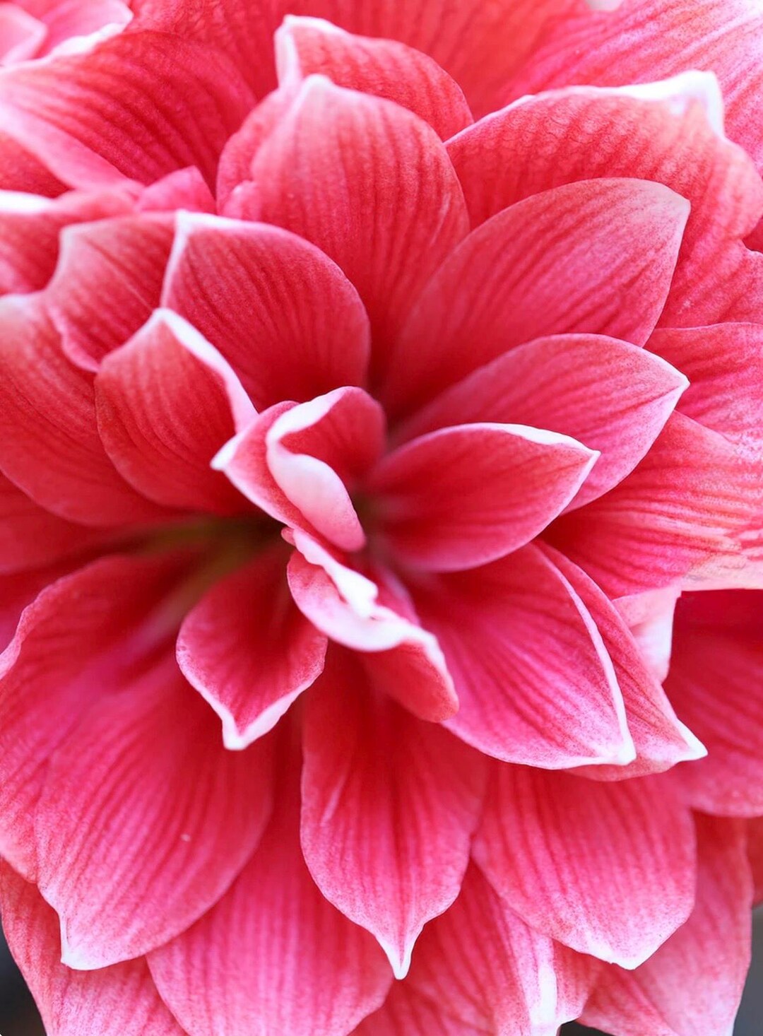 Amaryllis Dutch 'double Dream' 34/36cm Bulb - Etsy