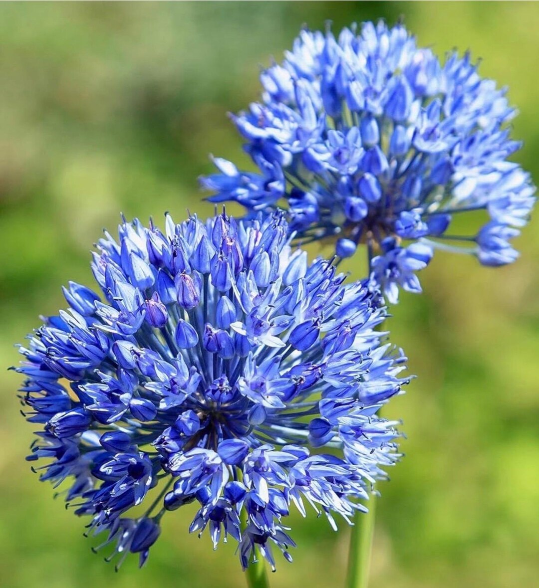 Allium “persian Blue” 6 Bulbs. Returns Year After Year - Etsy