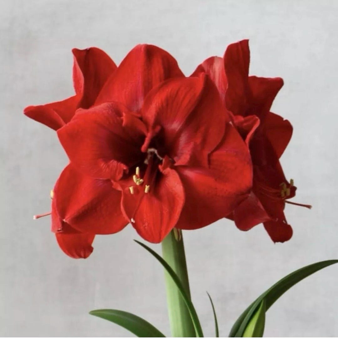 Amaryllis Merry Christmas Size 24-26 Cm Bulb - Etsy