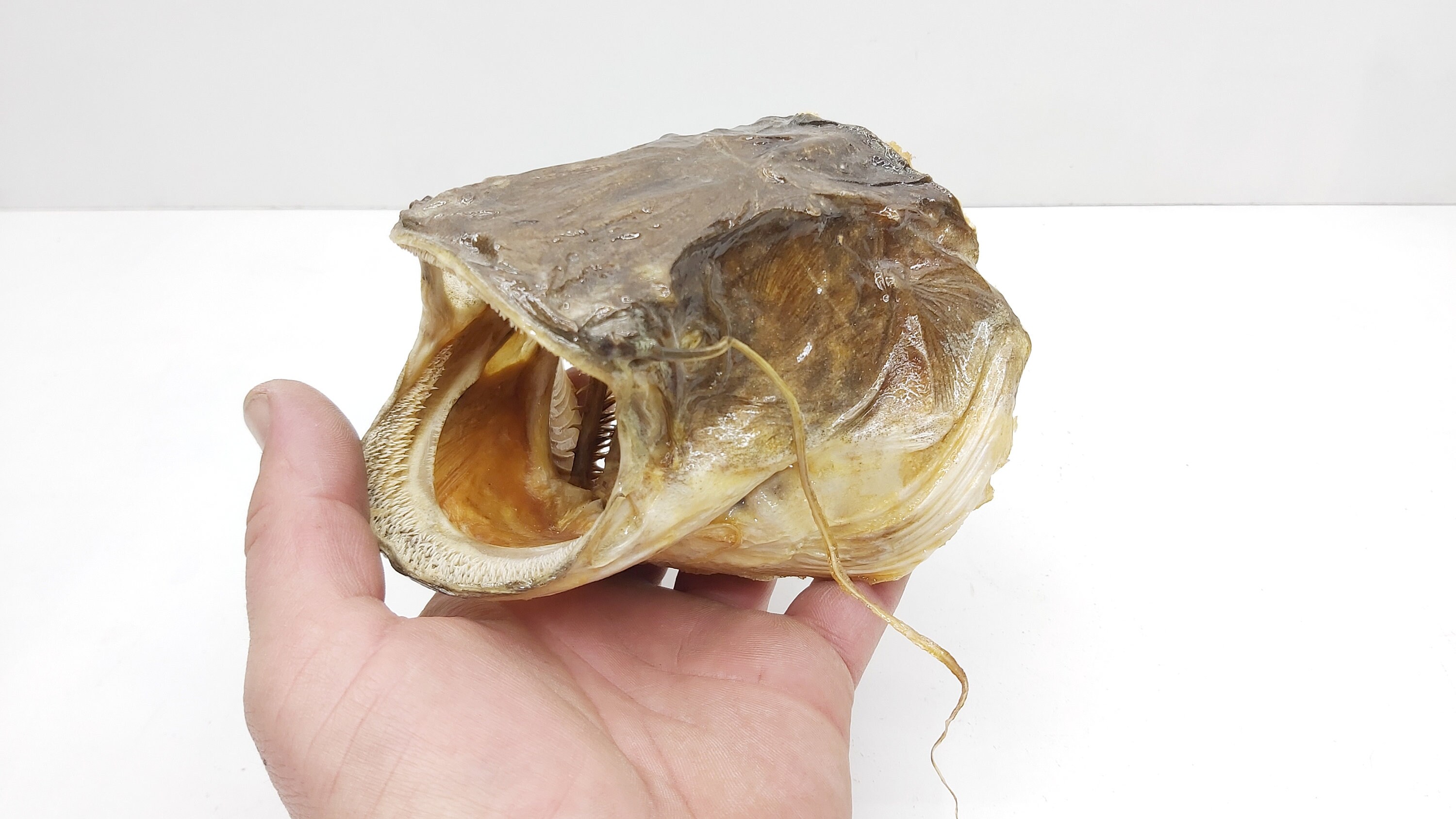 Real Fish Skull Taxidermy Fish Head Natural Dried - Etsy