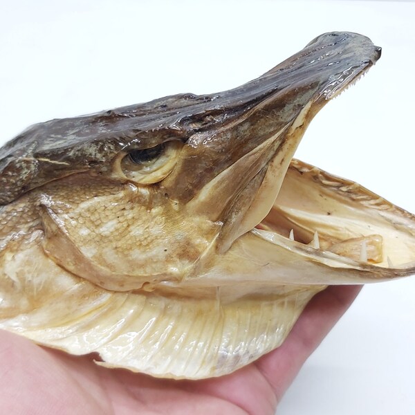 Fish Head - Etsy