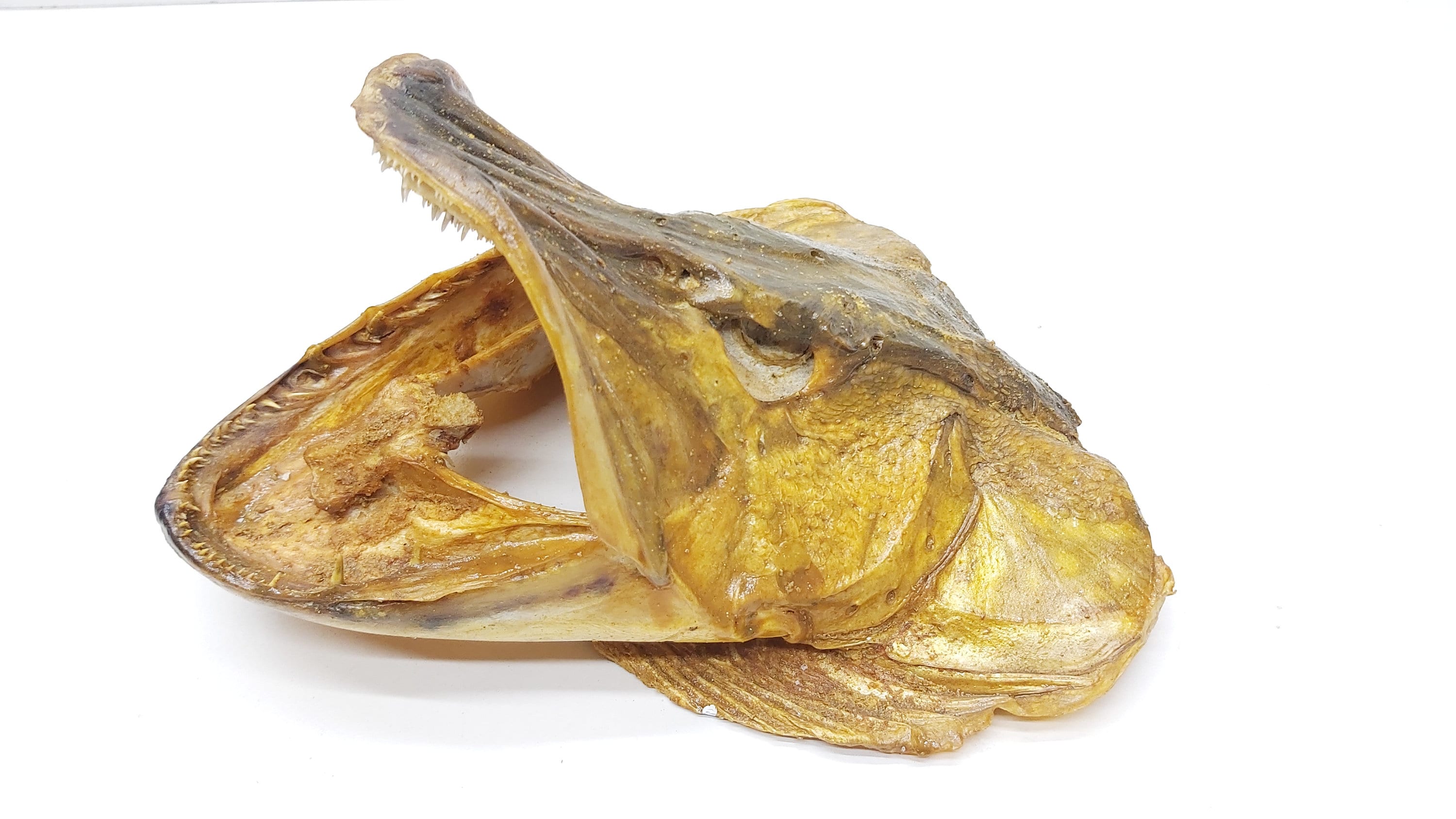 Taxidermy Fish Skull - Natural Pike Head - Big Dried Fish Skull - Real ...