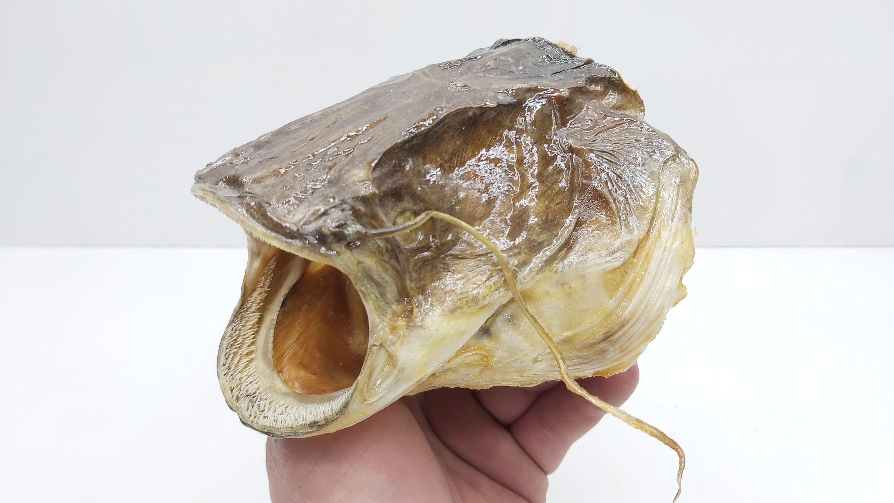 Real Fish Skull Taxidermy Fish Head Natural Dried Sheatfish Head ...