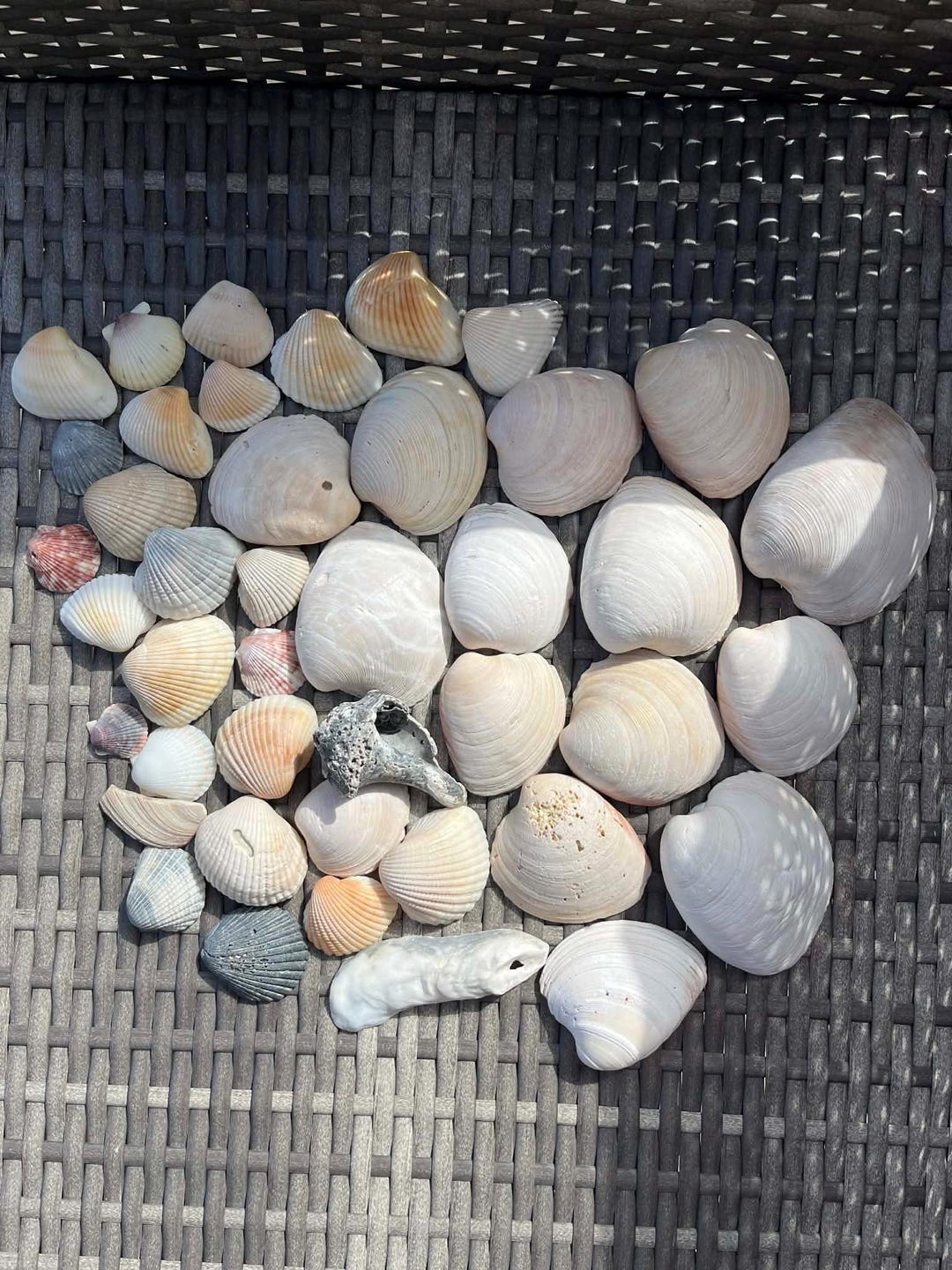 Atlantic Seashell Mix: Handpicked Florida Ocean Shells for Crafts - Etsy