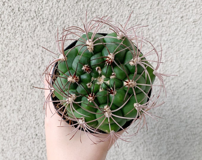 3.5 Giant Chin Cactus Gymnocalycium Saglione - Etsy