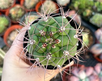 3.5 Giant Chin Cactus Gymnocalycium Saglione - Etsy