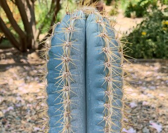 Large Blue Cactus - Etsy