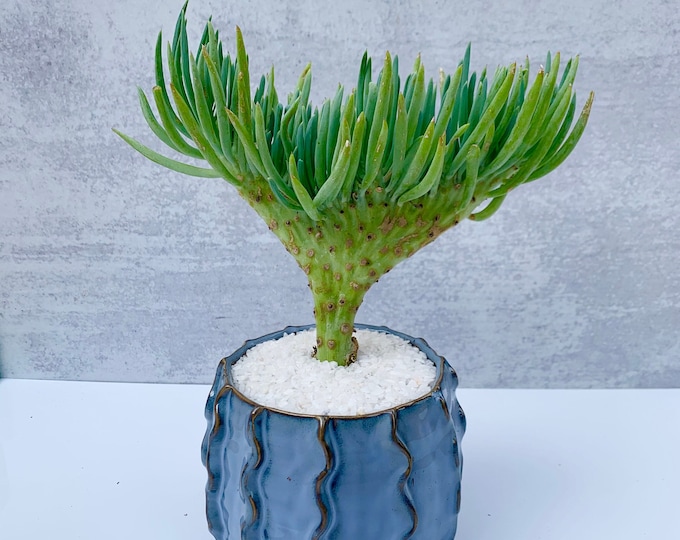 Mermaid Plant - Etsy
