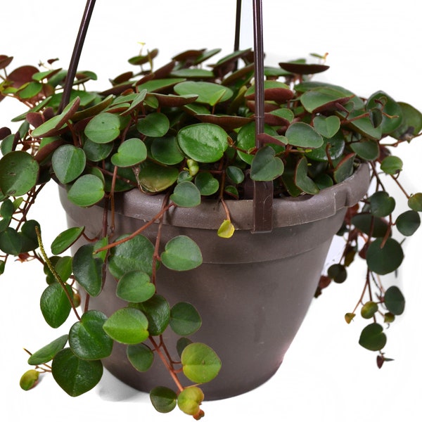 Peperomia Ruby Cascade - Etsy