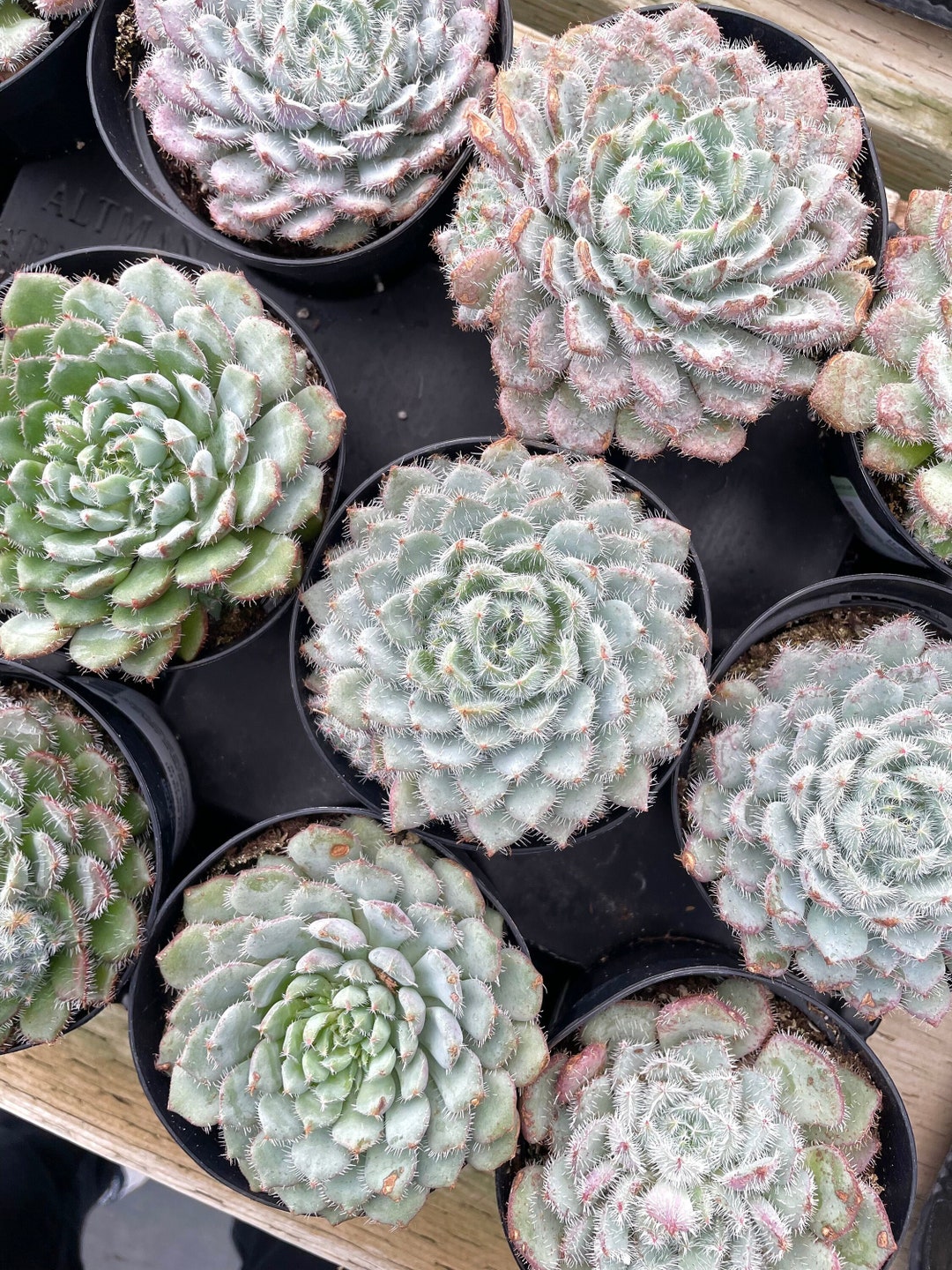 2.5 Echeveria Setosa Mexican Firecracker - Etsy