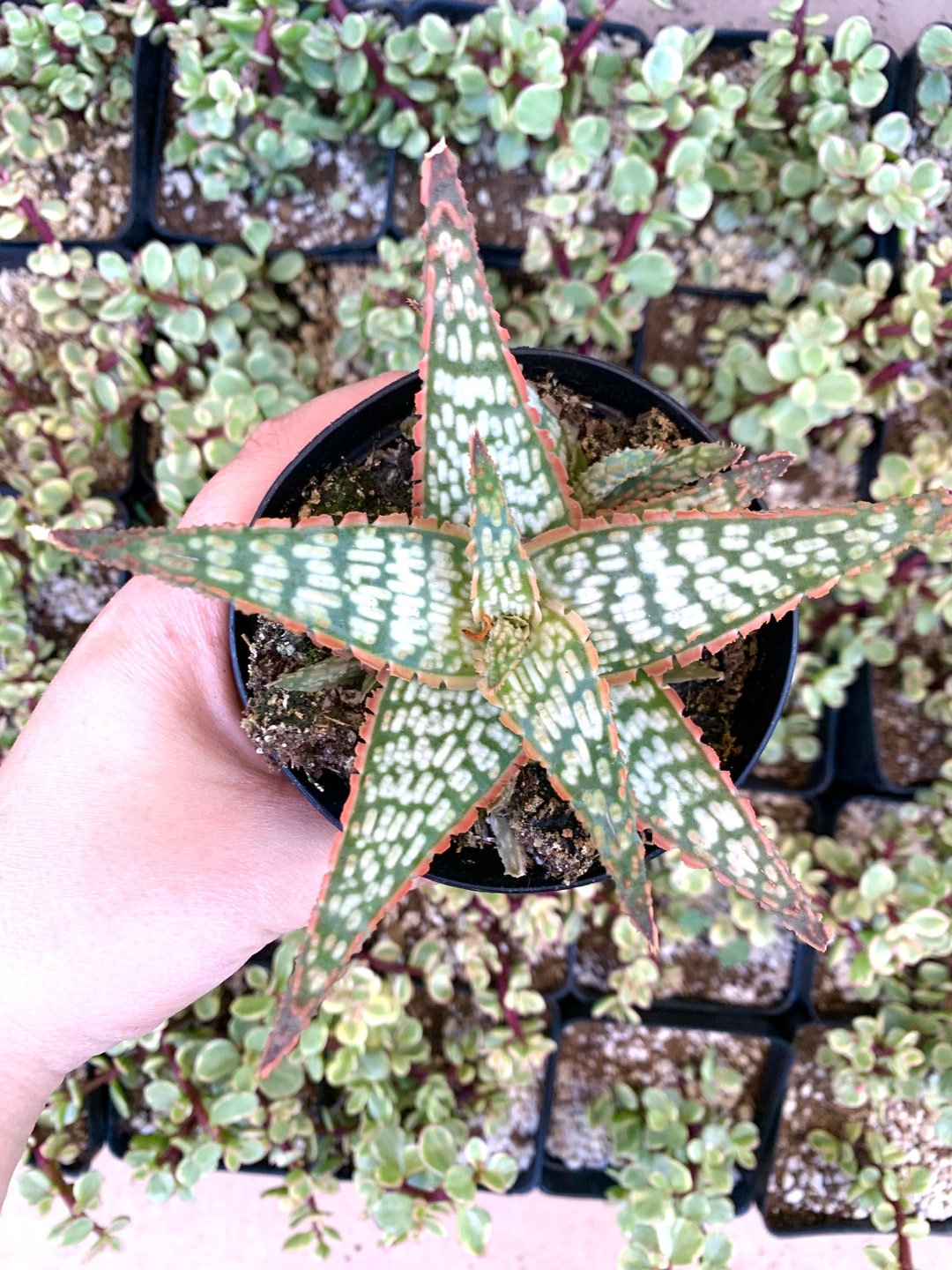 3.5 Aloe Mauna Kea - Etsy