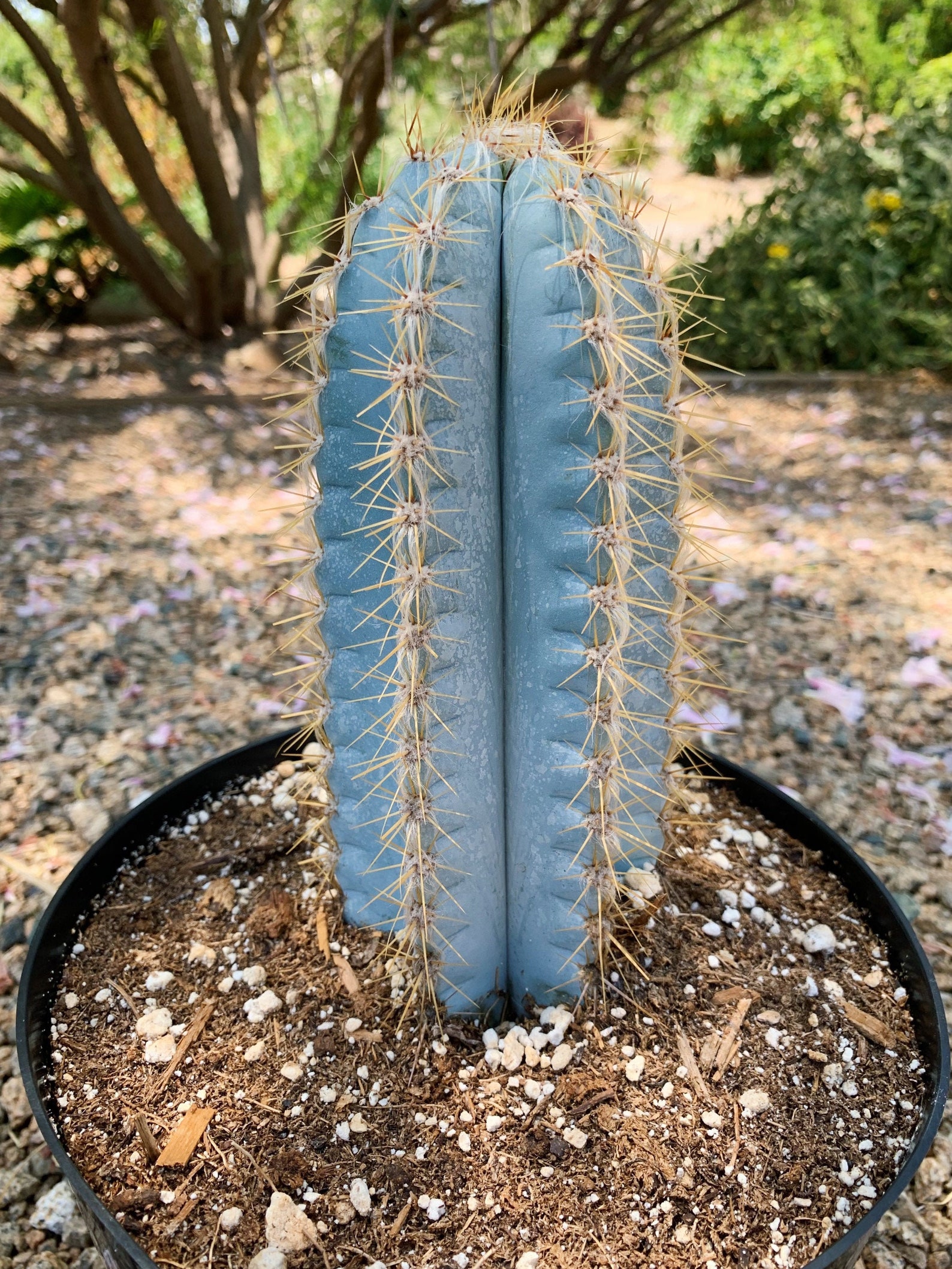 Large Blue Candle Torch Cactus Pilosocereus Azureus - Etsy
