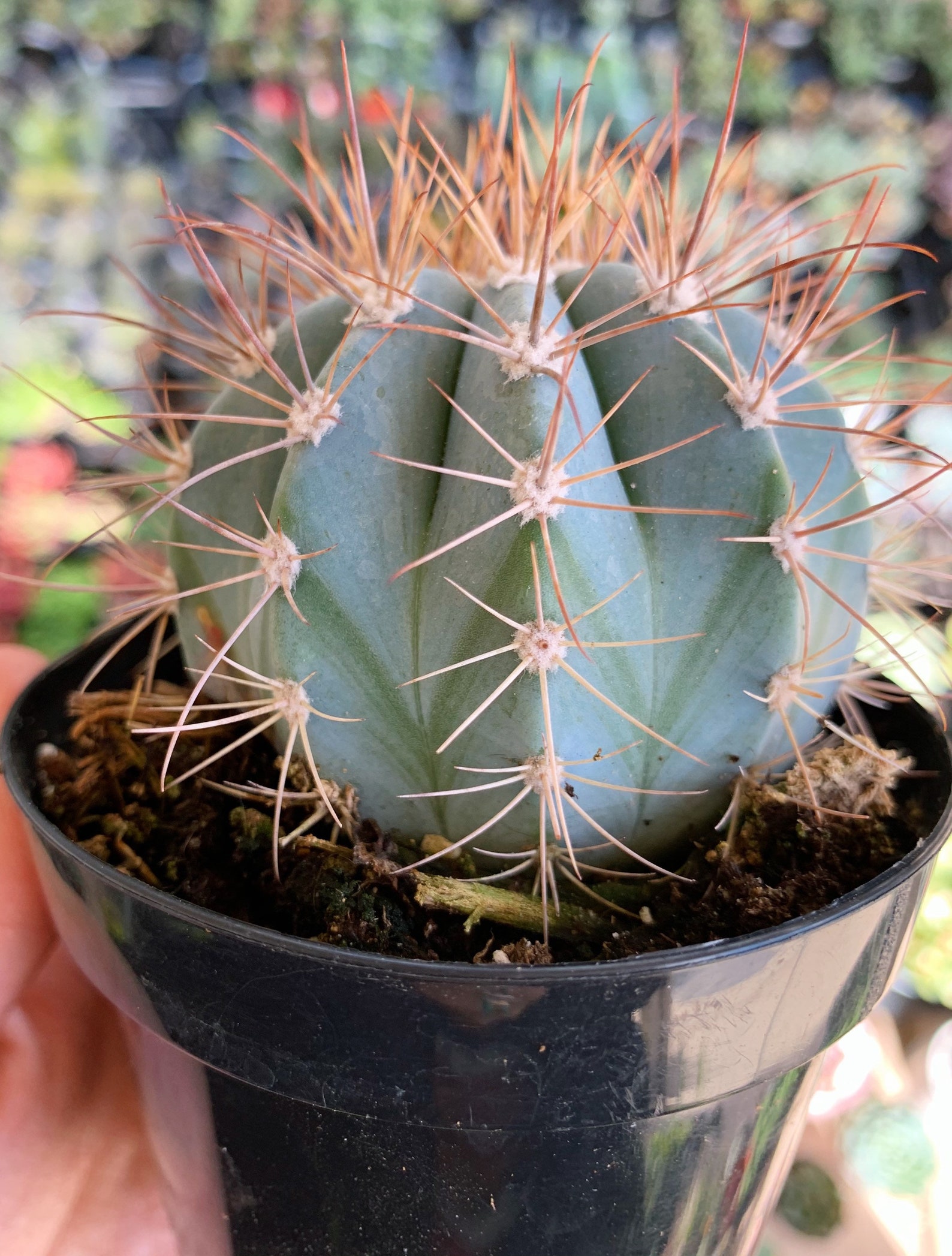 4 Melocactus Azureus Cactus - Etsy
