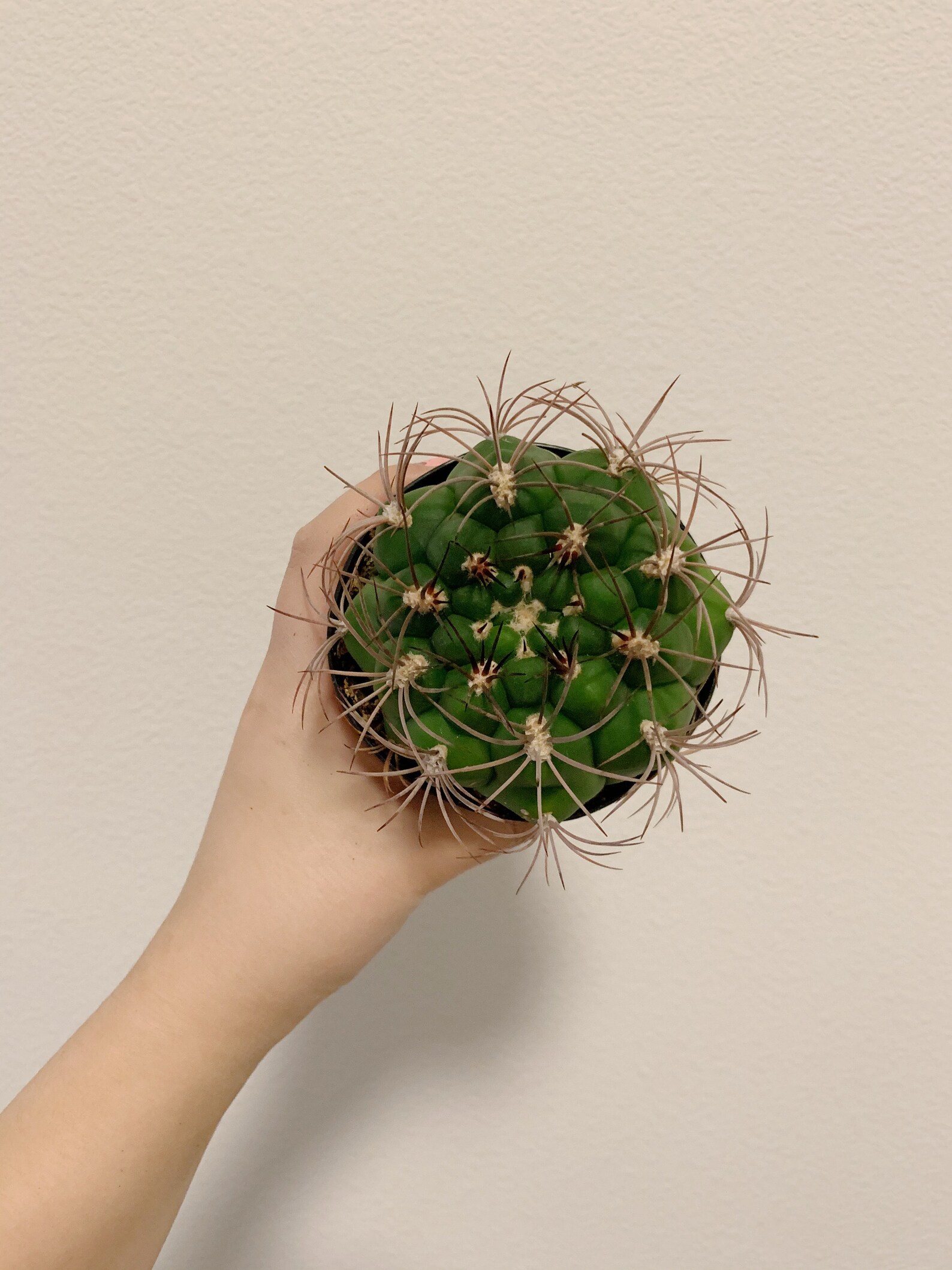3.5 Giant Chin Cactus Gymnocalycium Saglione - Etsy