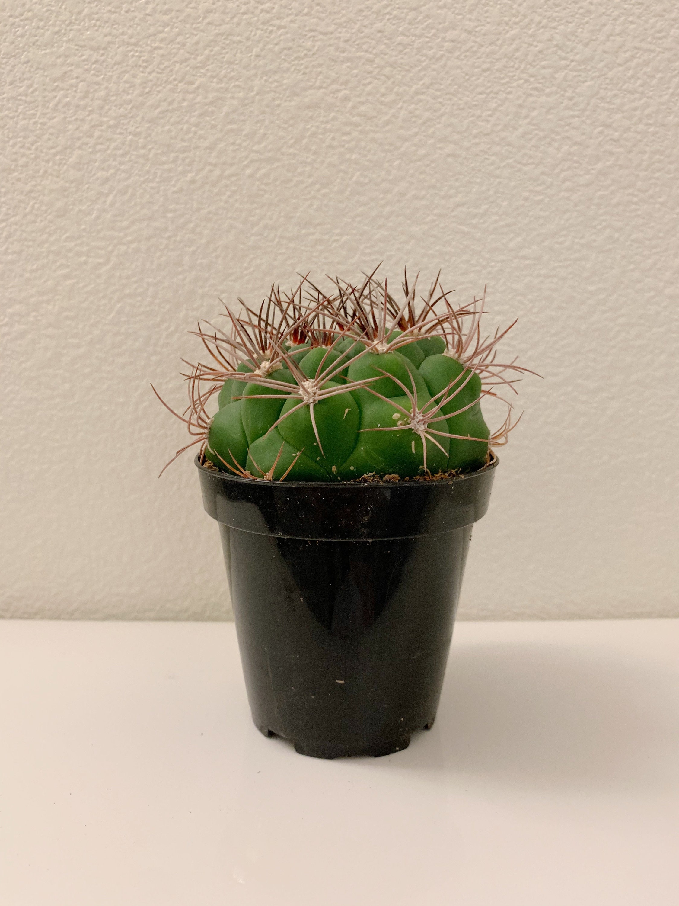 3.5 Giant Chin Cactus Gymnocalycium Saglione - Etsy