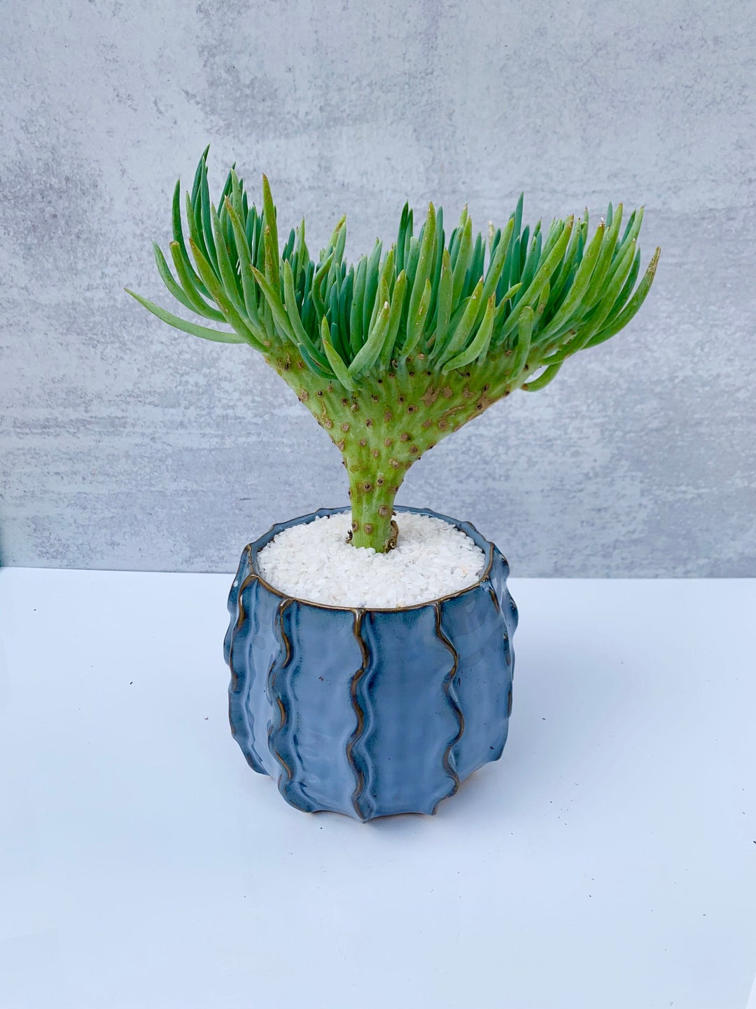 Mermaid Plant - Etsy