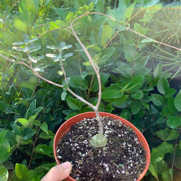 Fockea Edulis - Etsy