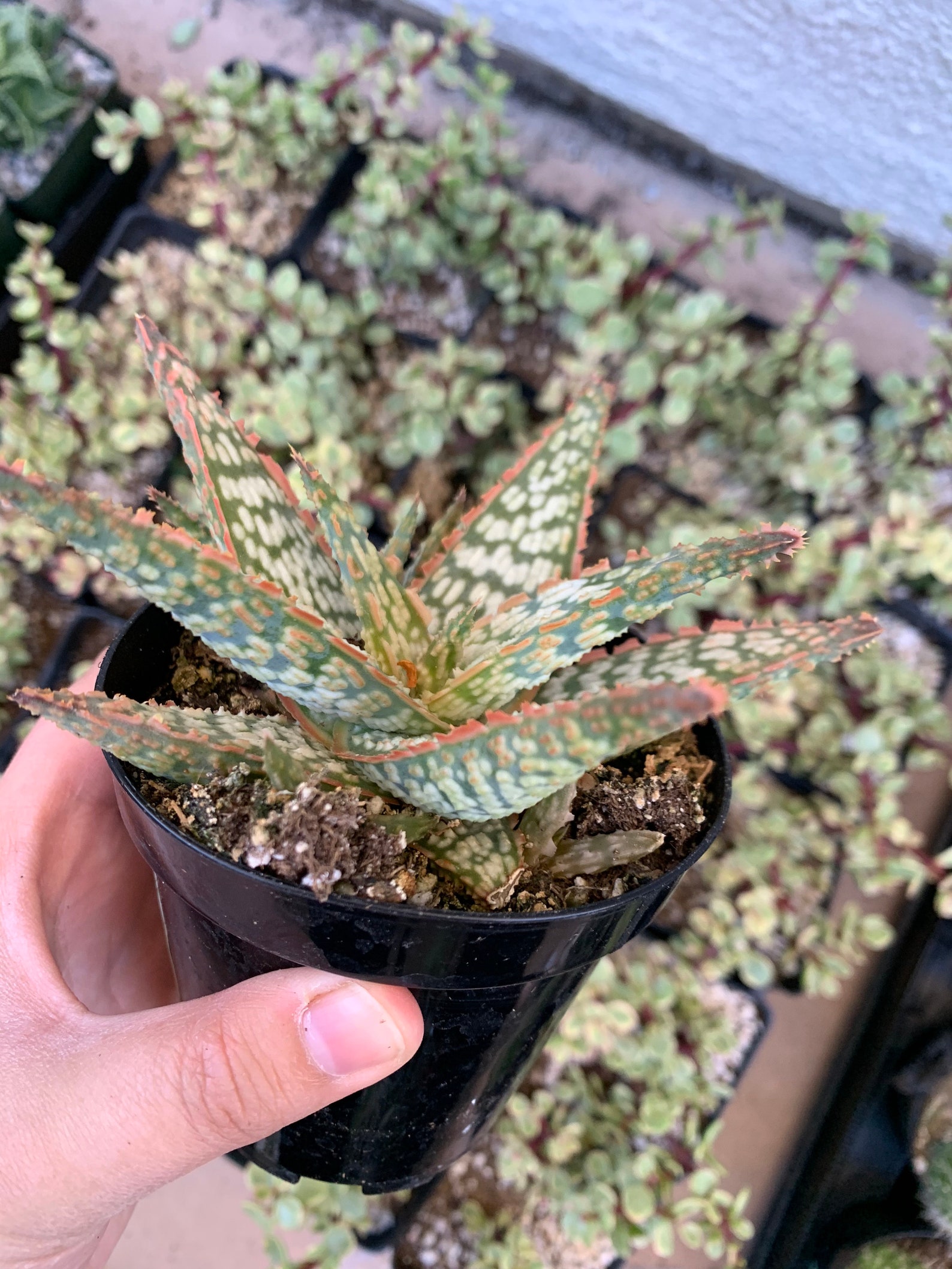 3.5 Aloe Mauna Kea - Etsy