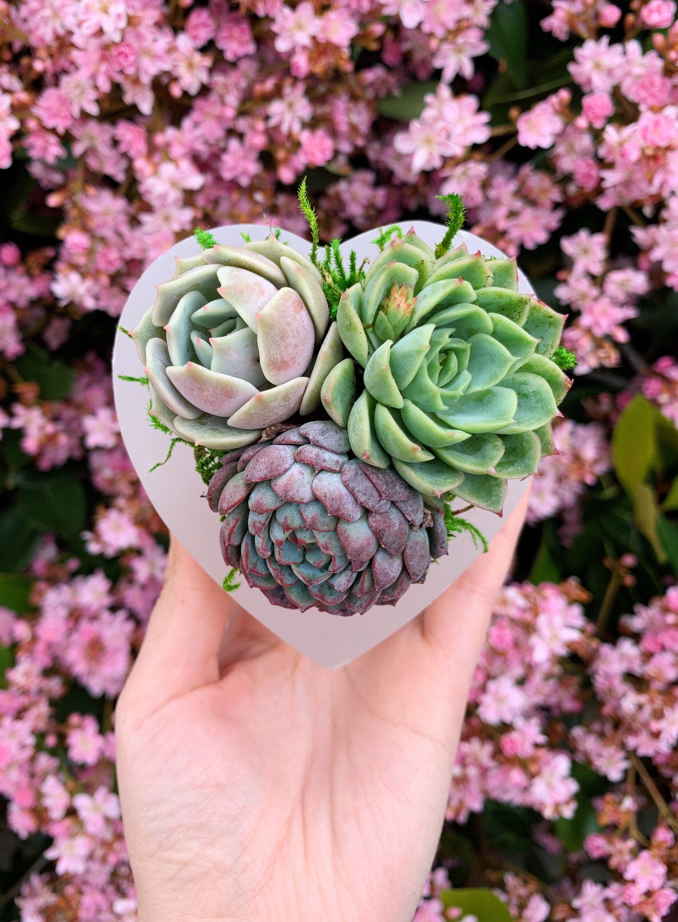 Selenite Succulent Heart Crystal Planter | Etsy
