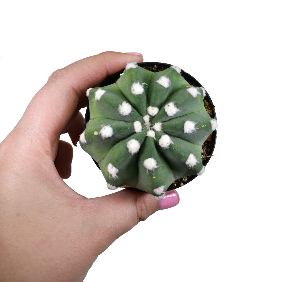 2.5" Domino Cactus Echinopsis Subdenudata - Etsy