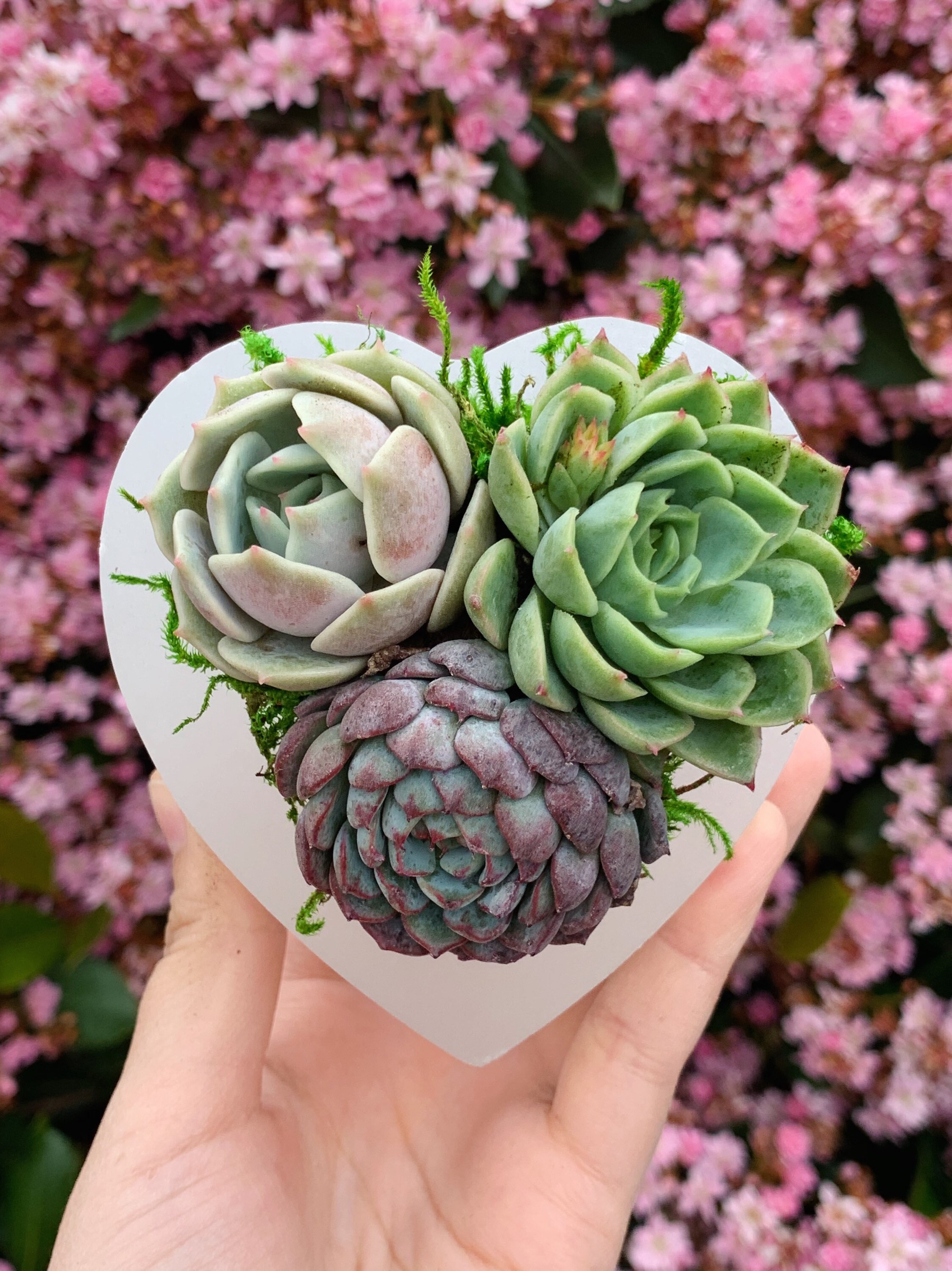 Selenite Succulent Heart Crystal Planter | Etsy