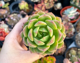 Echeveria Elfstone 2.5 Inch Echeveria Hybrid Live Succulent Plant ...