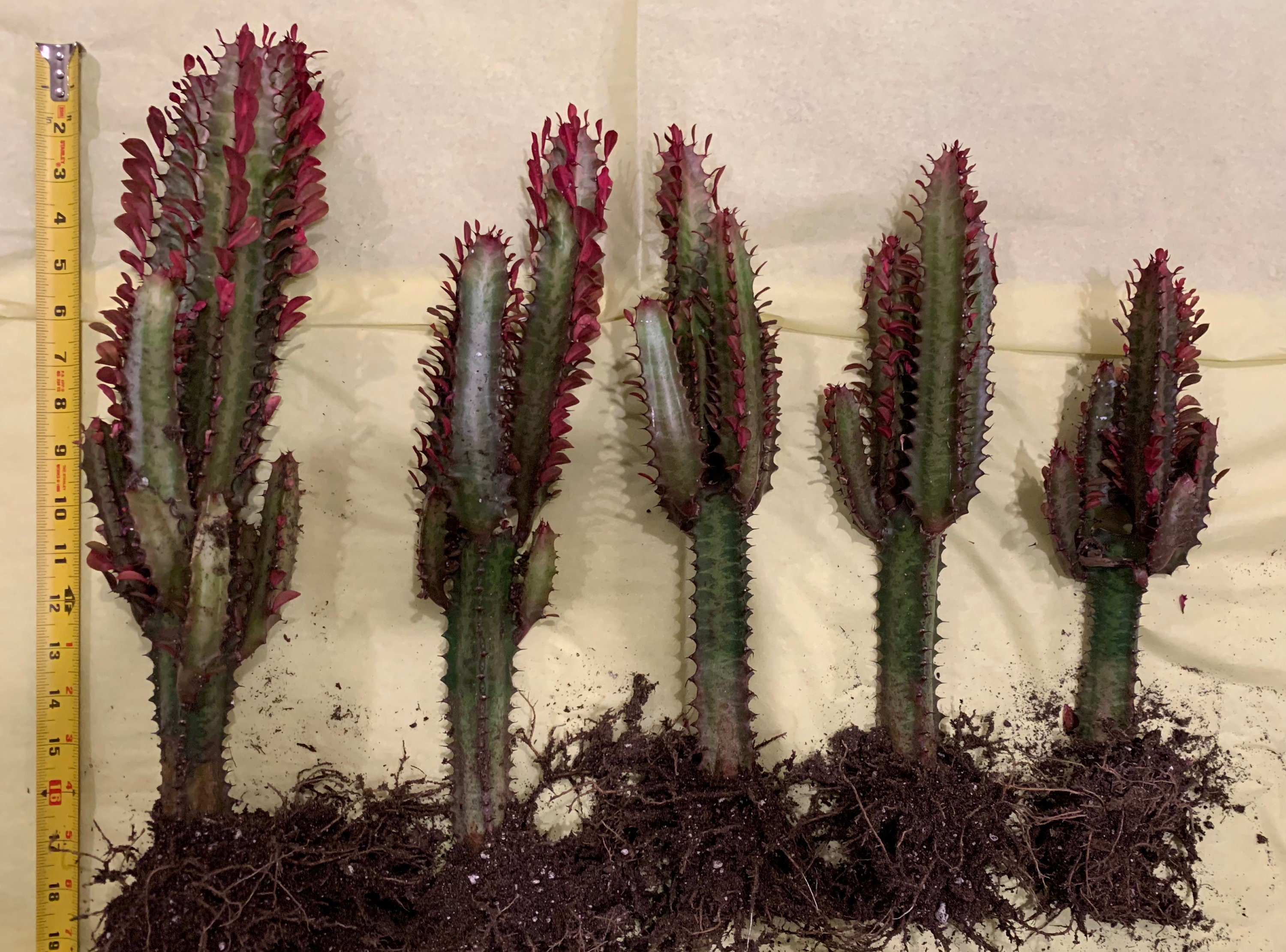 Euphorbia Trigona Royal Red