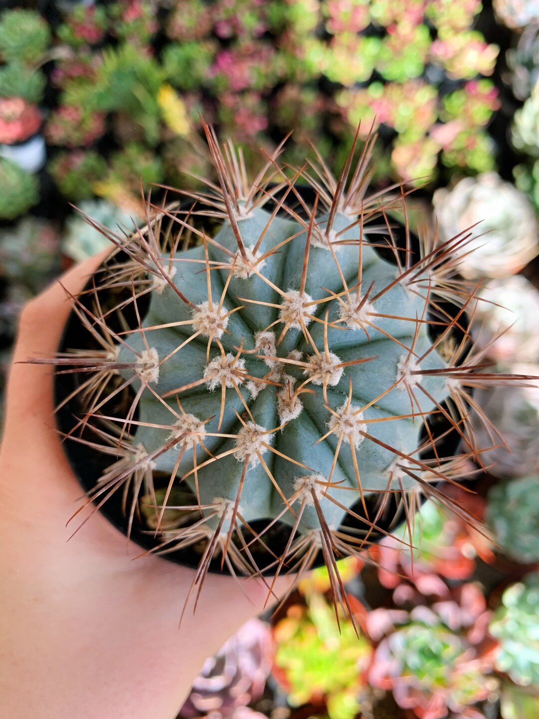 4” Melocactus Azureus Cactus - Etsy