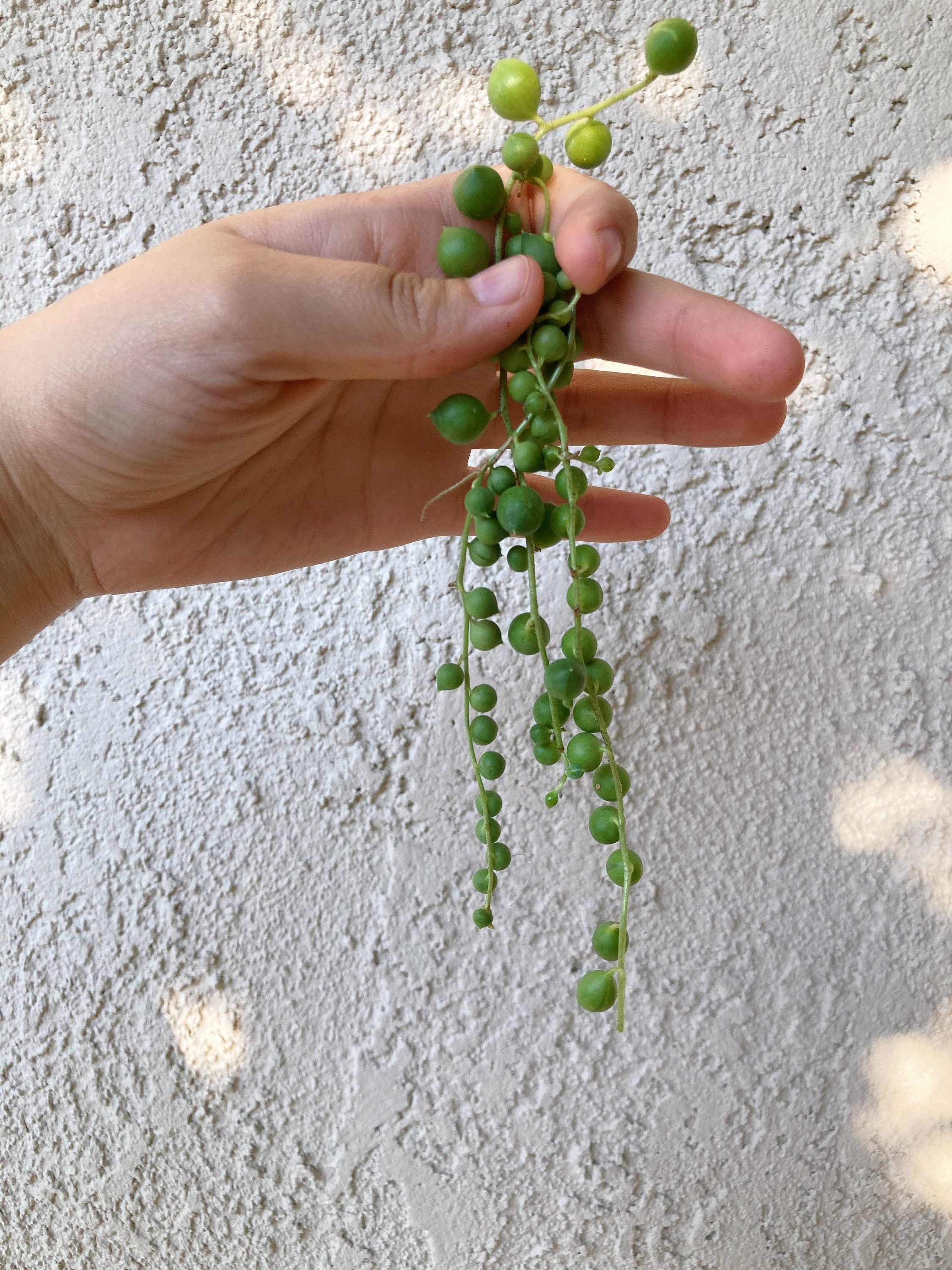 String of Pearls Senecio Rowleyanus 5 Inch Unrooted - Etsy