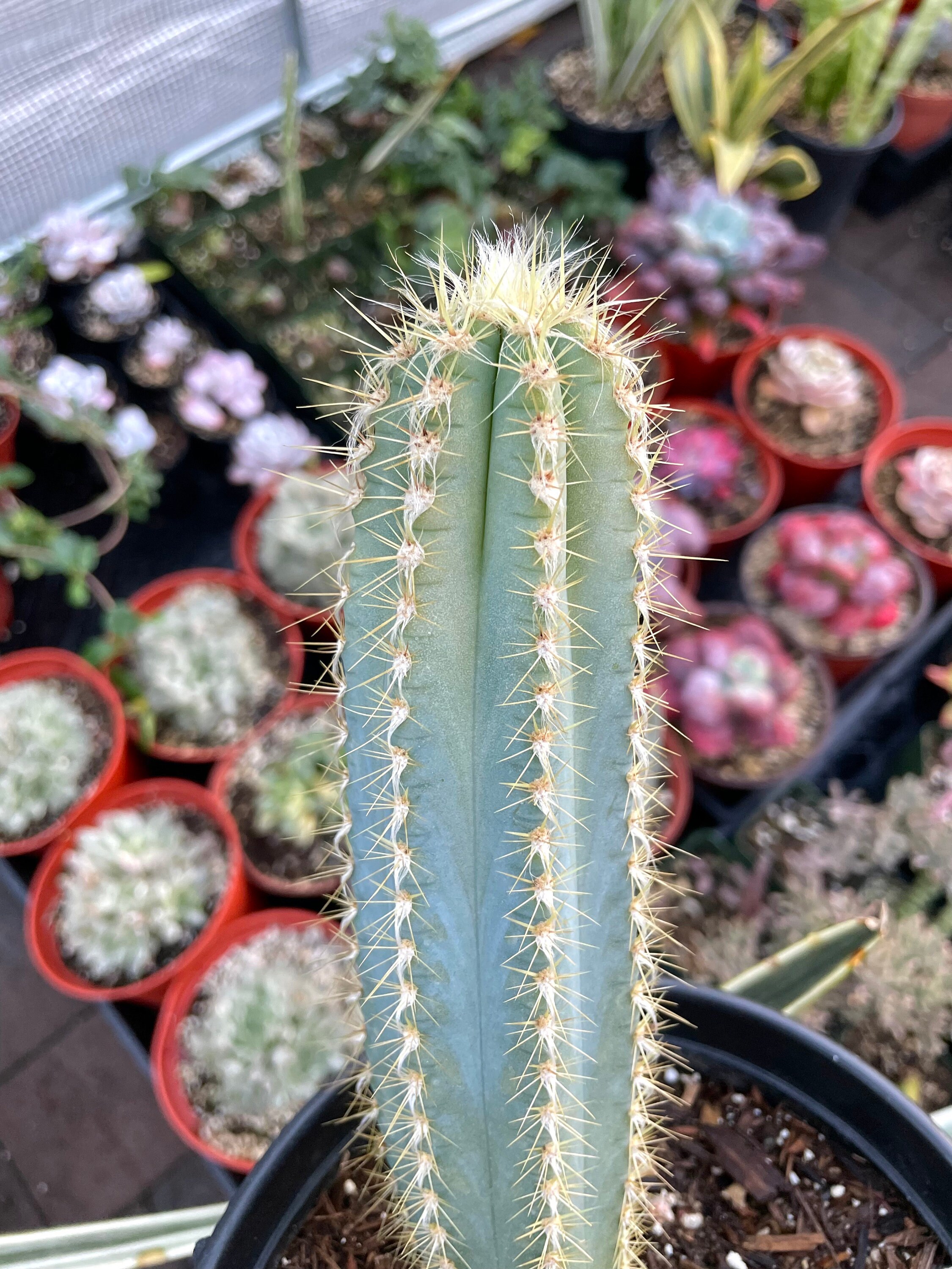 Craft Supplies & Tools Pilosocereus Azureus Live Cactus Plant Cereus ...