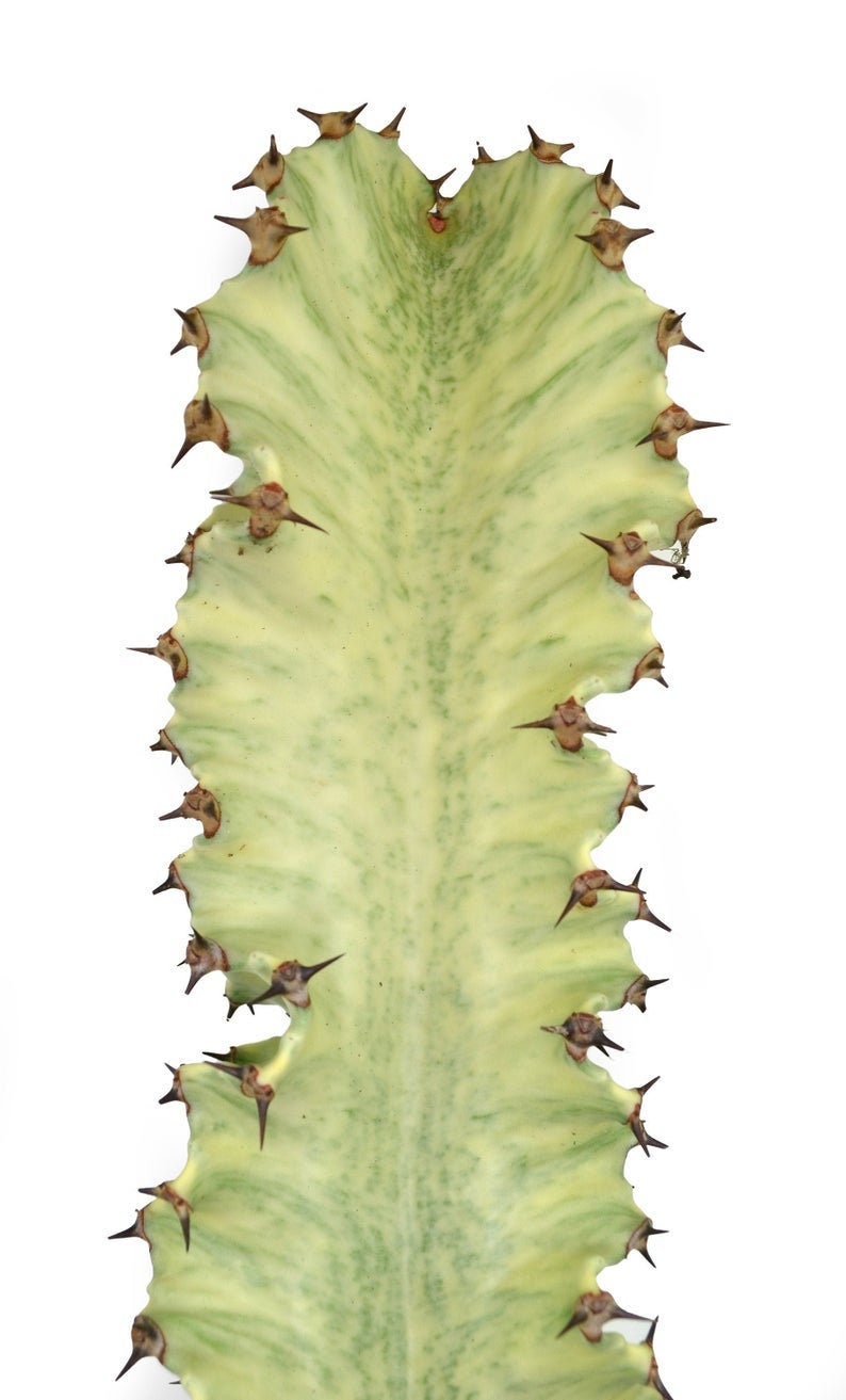 Rooted Variegated Euphorbia Ammak African Candelabra size - Etsy