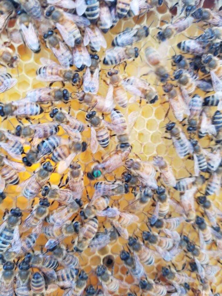 Beeswax Blocks Natural Beeswax Bars | Etsy