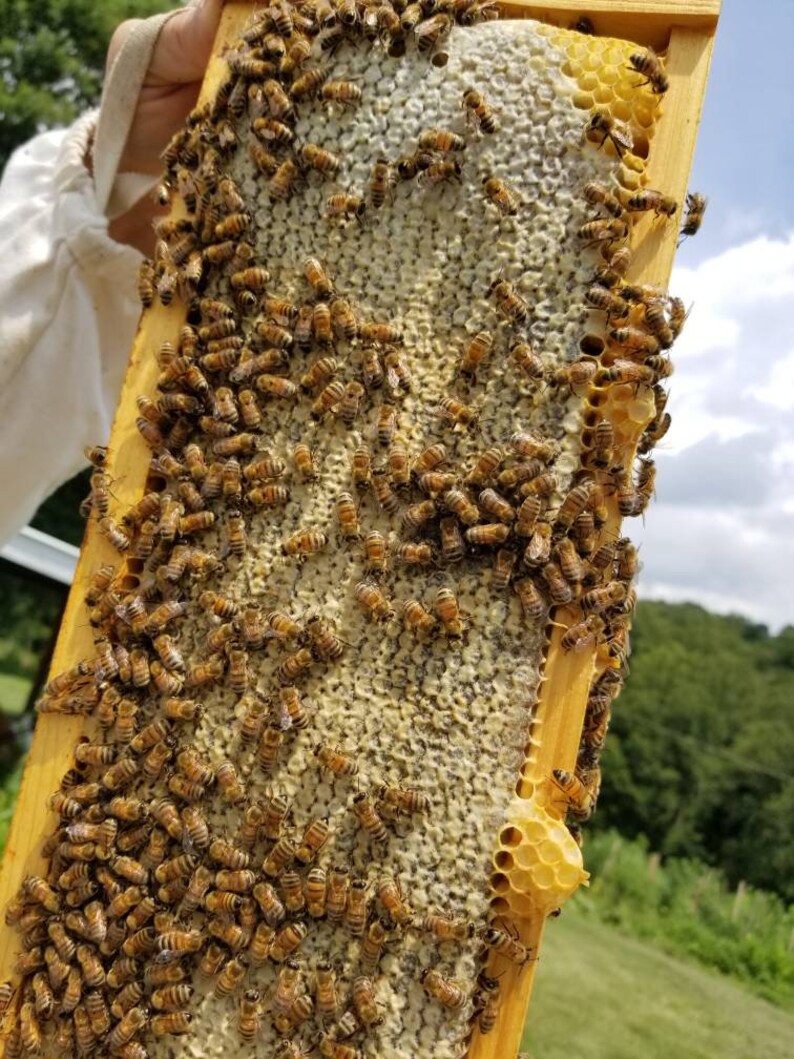 Beeswax Muscle Rub | Salve - Etsy