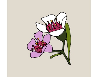 Australian Native Flowers Collection Print Digital Download Print ...