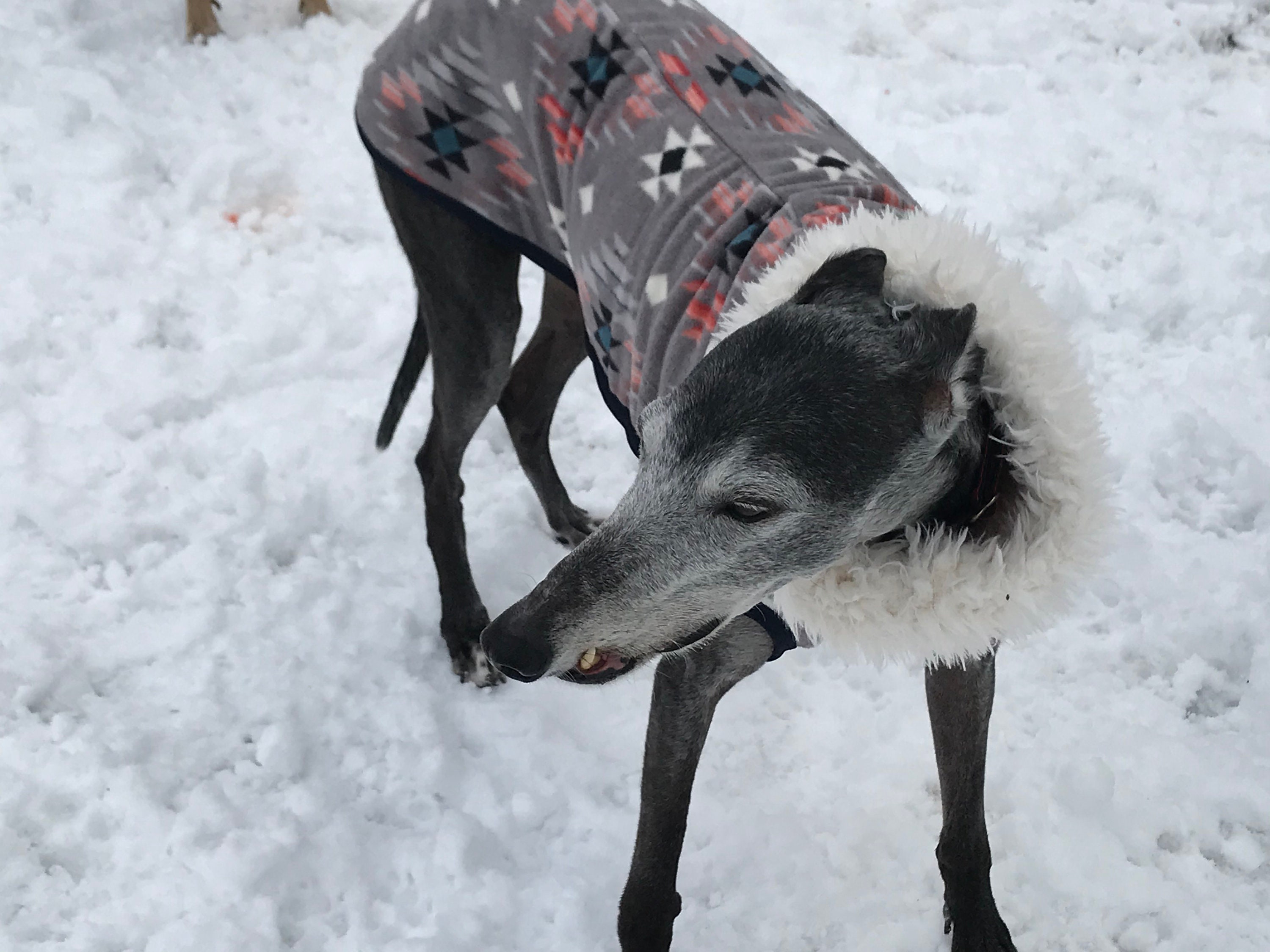 Glitz Skin Grey Aztec Luxe Greyhound Coat Dog Whippet Spring Fall Extra ...