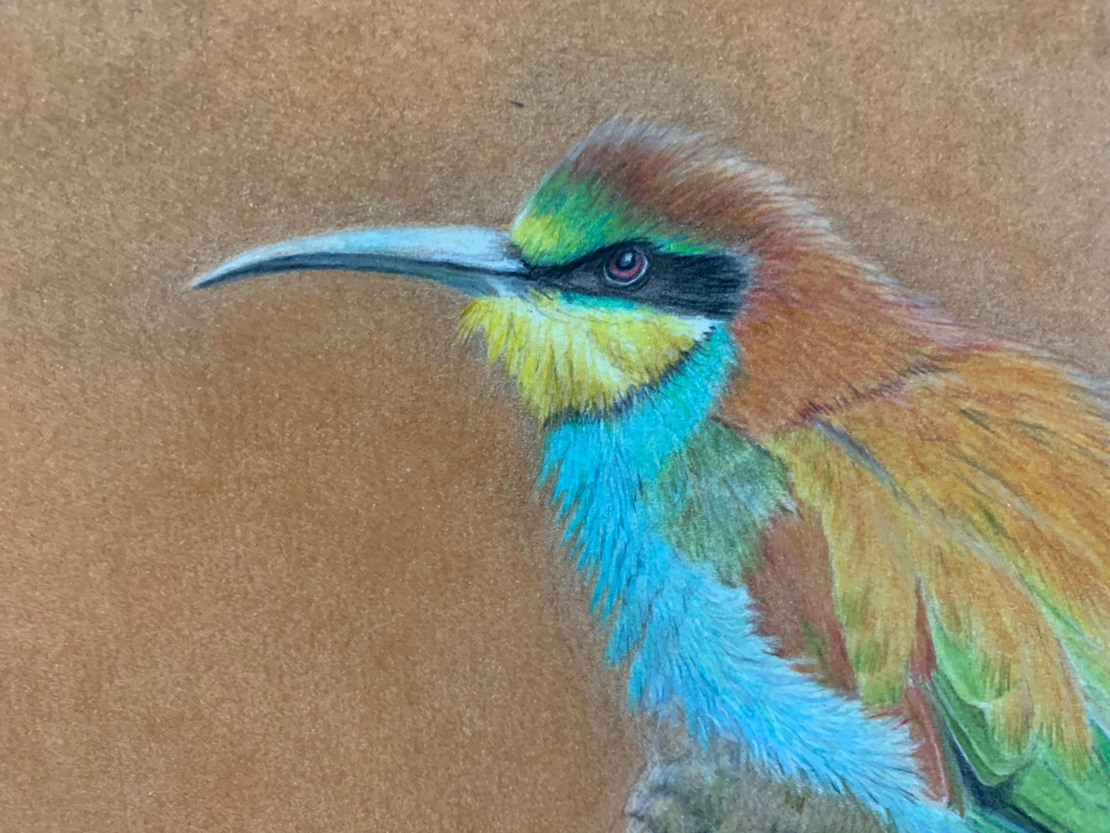 European Bee-Eater original coloured pencil art 9x12 inch | Etsy