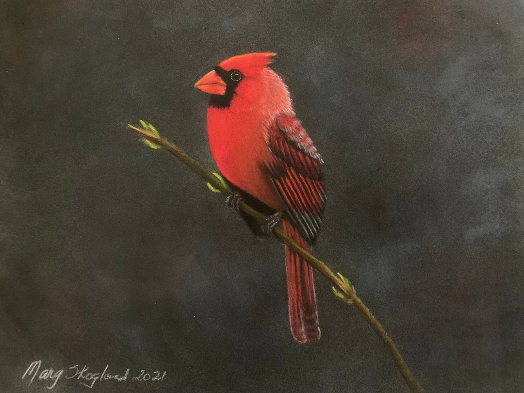 CLEARANCE! Original, Male Cardinal, Pastel Pencil and Pan Pastel ...