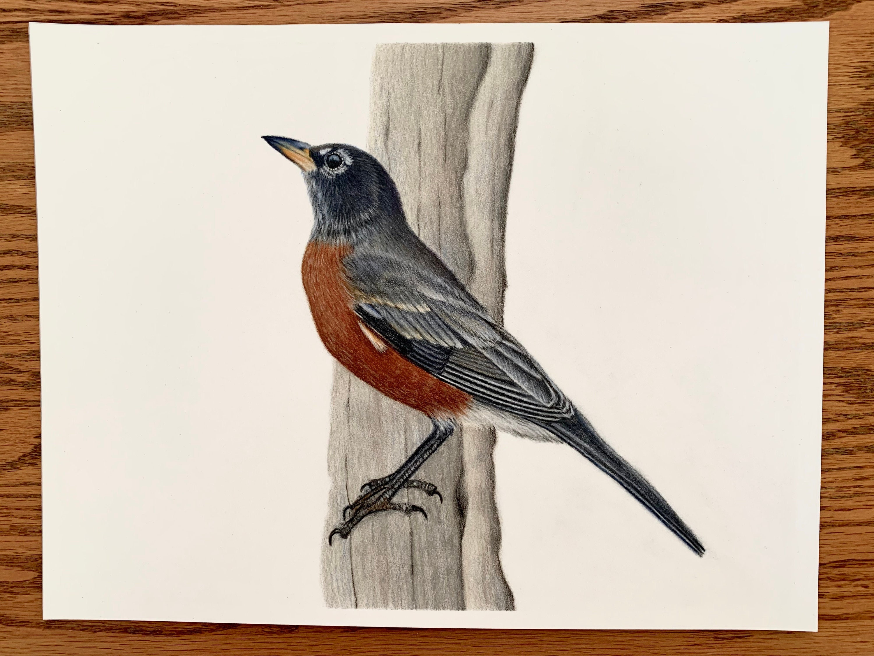 Original North American Robin, Coloured Pencil Bird Drawing, 9 X12 Inch ...