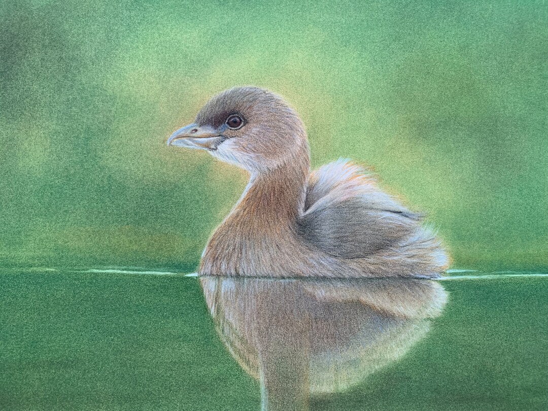 Pied-billed Grebe Original Coloured Pencil and Pan Pastel Drawing, 9x12 ...