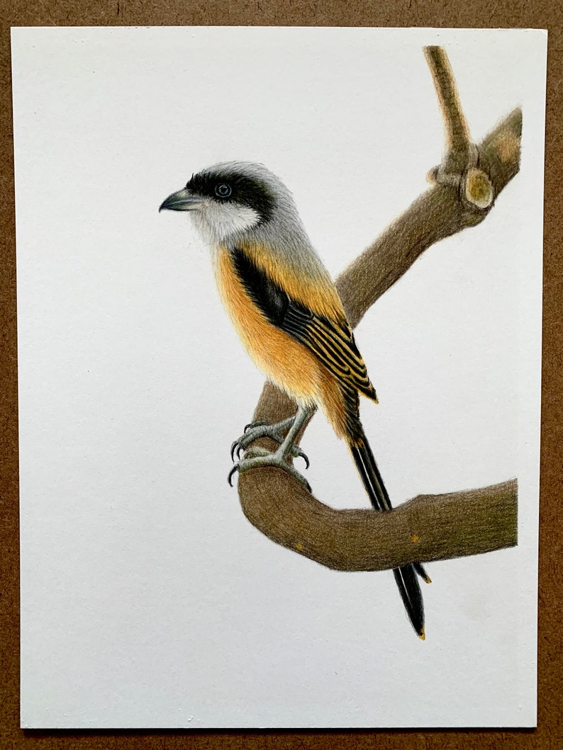 Long-tailed Shrike Drawing: Original Bird Art, Coloured Pencil (9x12 ...