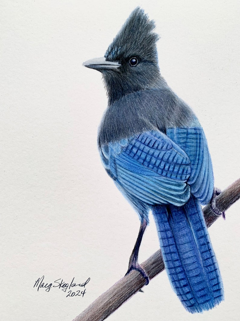 Stellar's Jay Original Coloured Pencil Drawing on White 9x12 Inch Paper ...